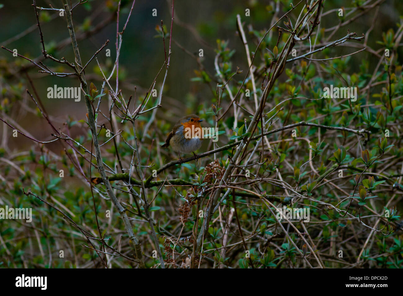 Robin bush hi-res stock photography and images - Alamy