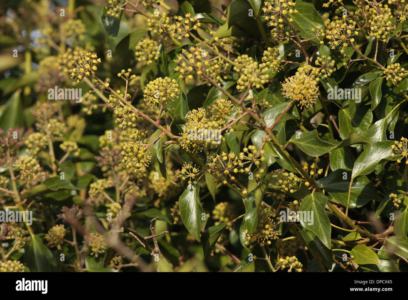 Ivy in flower hi-res stock photography and images - Alamy
