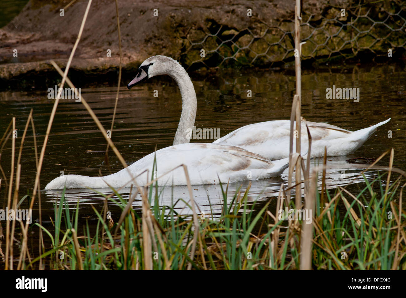 Immature swans hi-res stock photography and images - Alamy