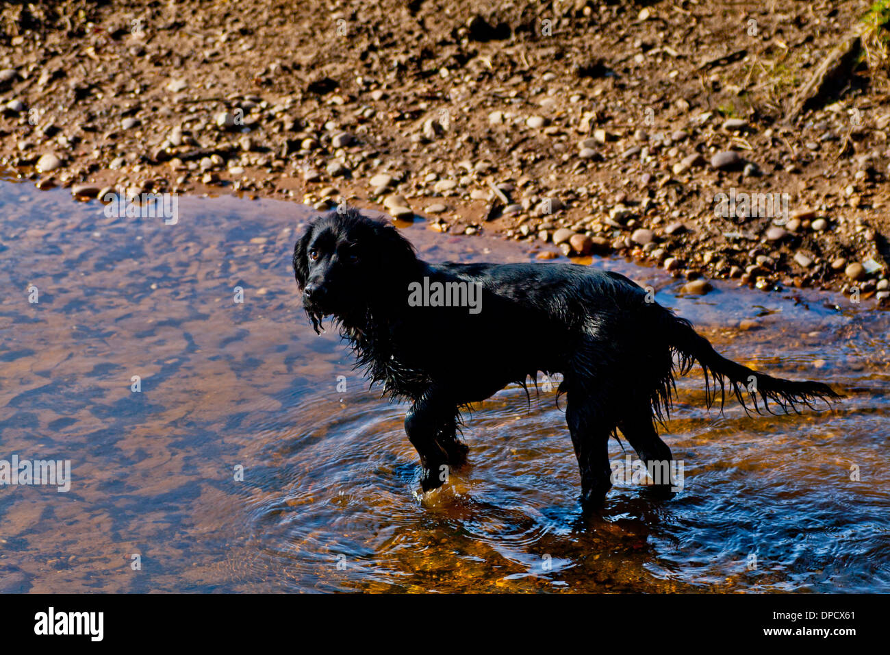 Black Cocker Spaniel stood in stream Stock Photo - Alamy