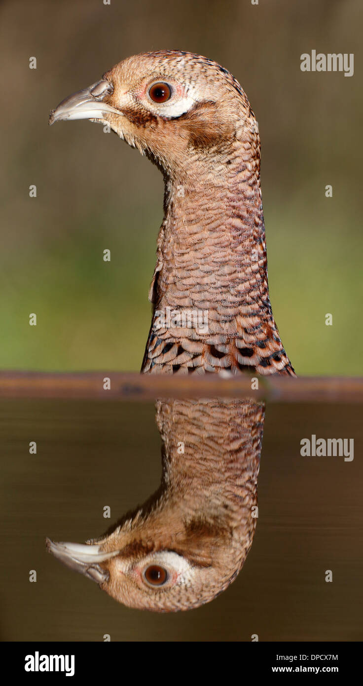 Pheasant water hi-res stock photography and images - Alamy