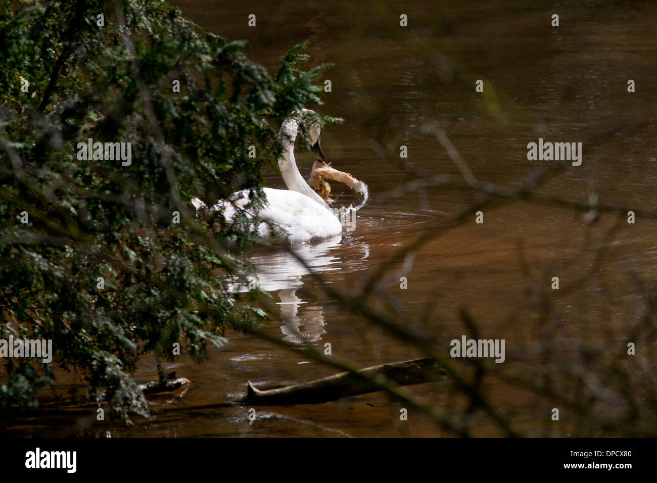 Dead swan hi-res stock photography and images - Alamy