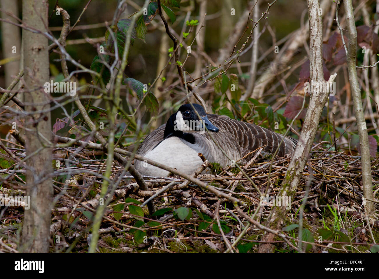 Canada Goose nesting Stock Photo - Alamy