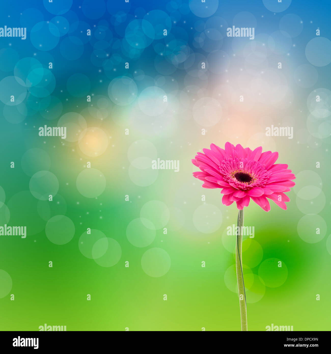 Gerbera flower background Stock Photo - Alamy