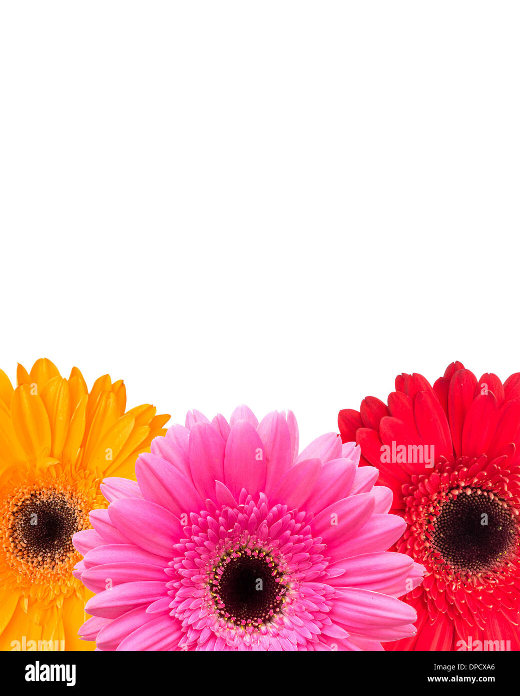 Gerbera flower background Stock Photo - Alamy