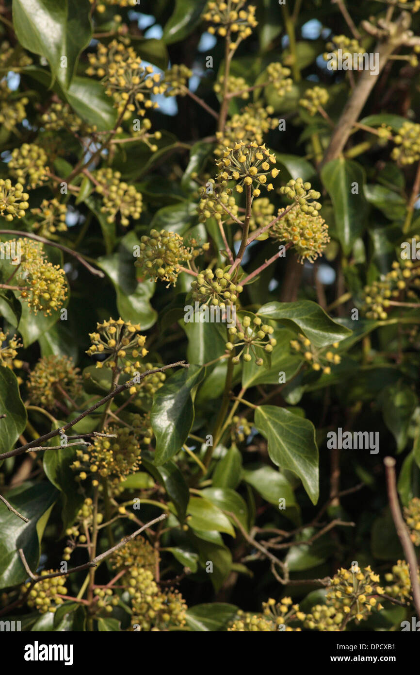 Ivy in flower hi-res stock photography and images - Alamy