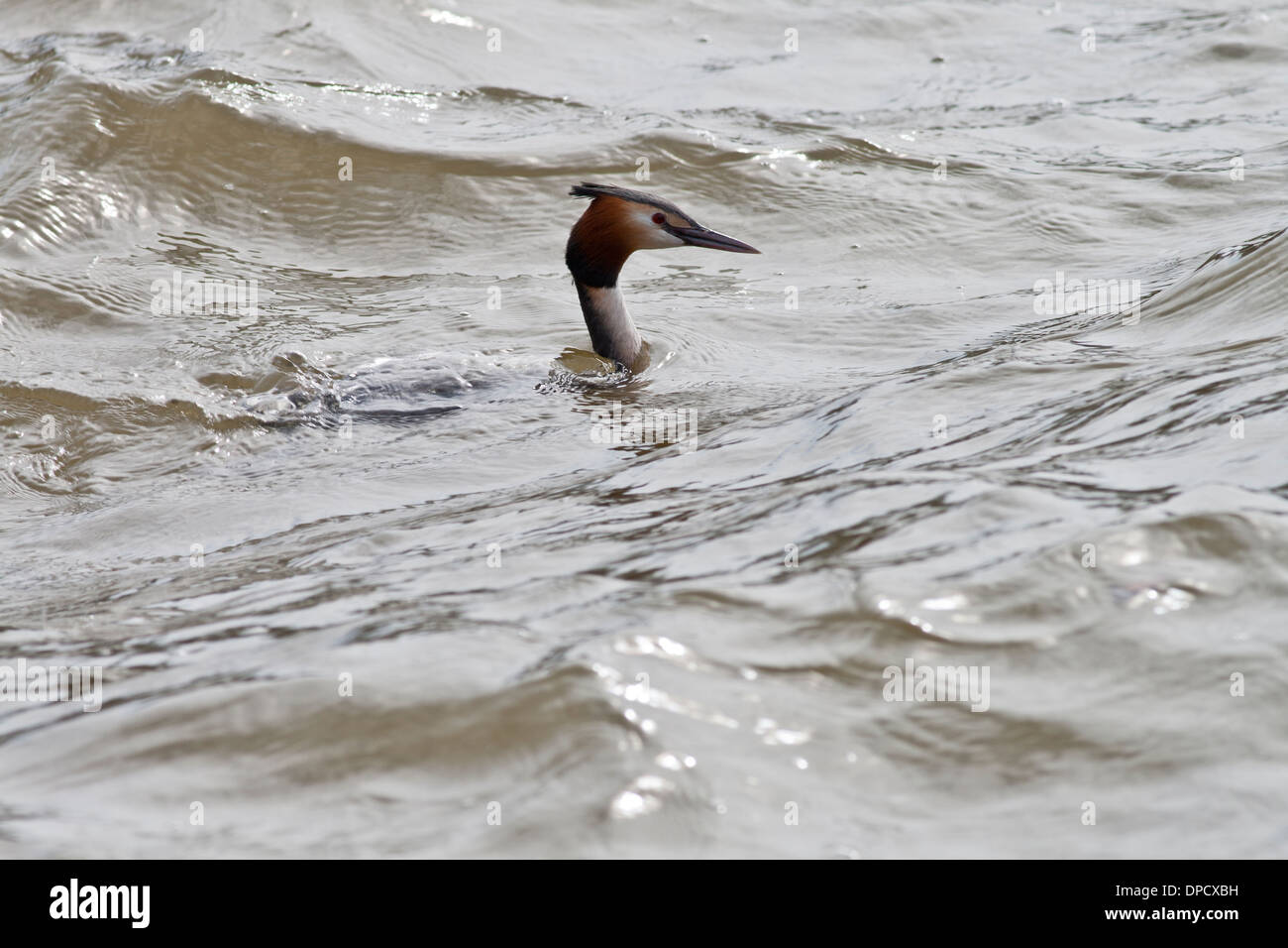 Great Crested Grebe head above rough water Stock Photo - Alamy