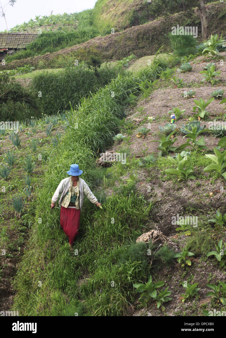 Farmer on Mt Merapi Indonesia volcano Stock Photo - Alamy