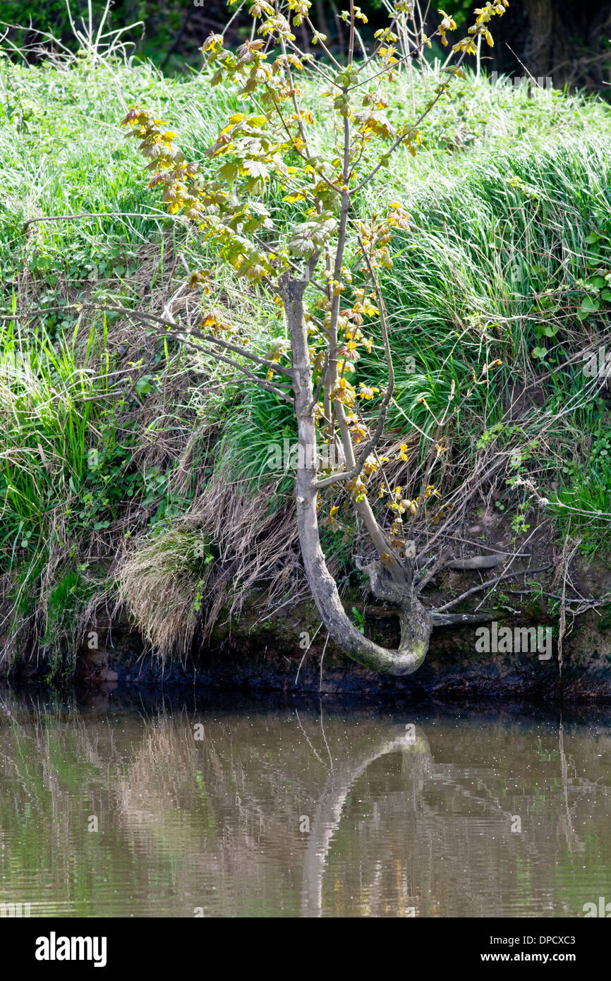 Small tree growing out from river bank Stock Photo - Alamy