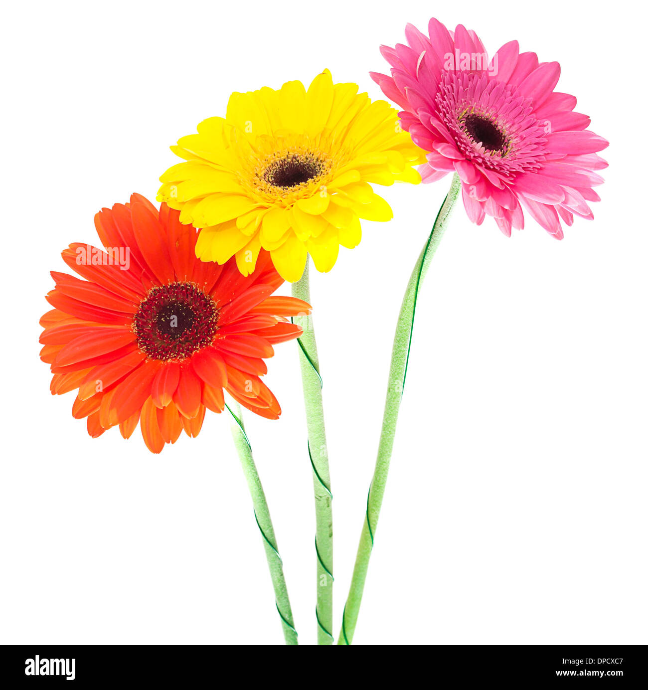 Gerbera flower isolated on white background Stock Photo - Alamy