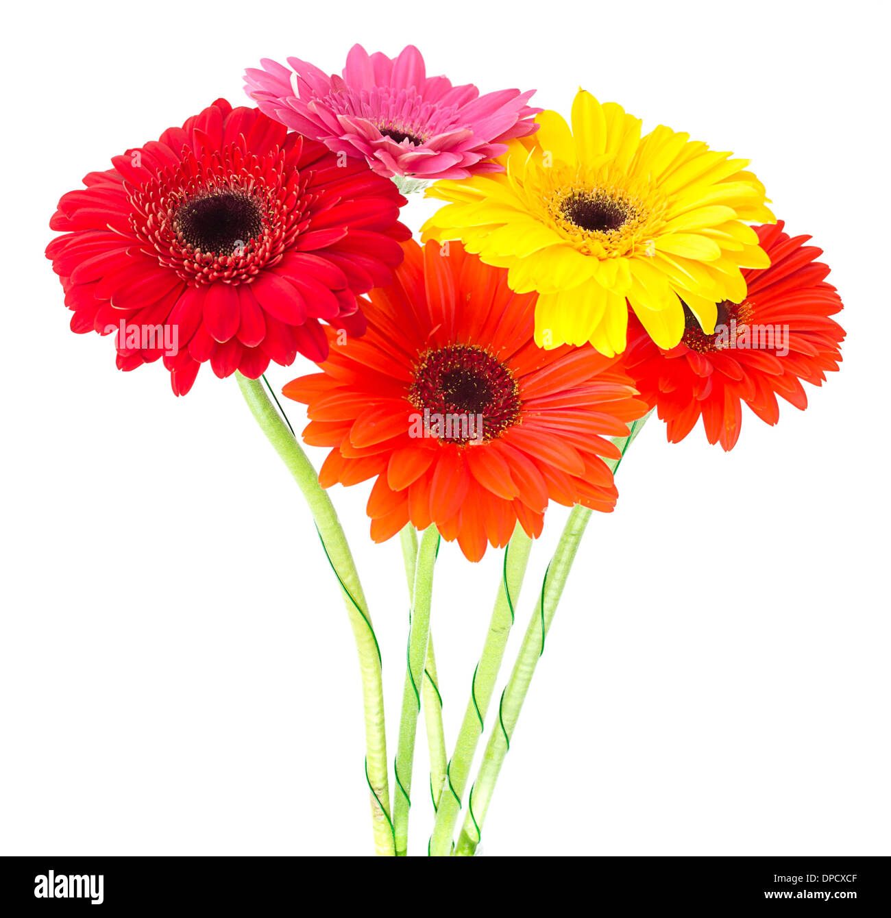 Gerbera flower isolated on white background Stock Photo - Alamy