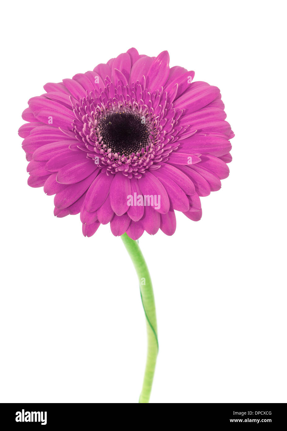 Gerbera flower isolated on white background Stock Photo - Alamy