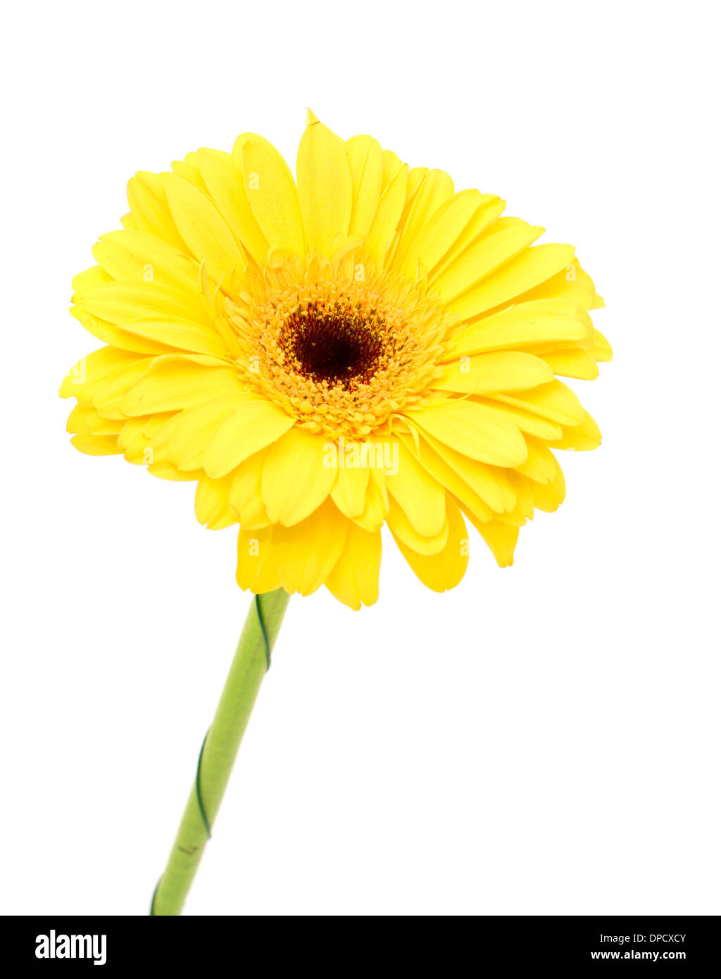 Gerbera flower isolated on white background Stock Photo - Alamy