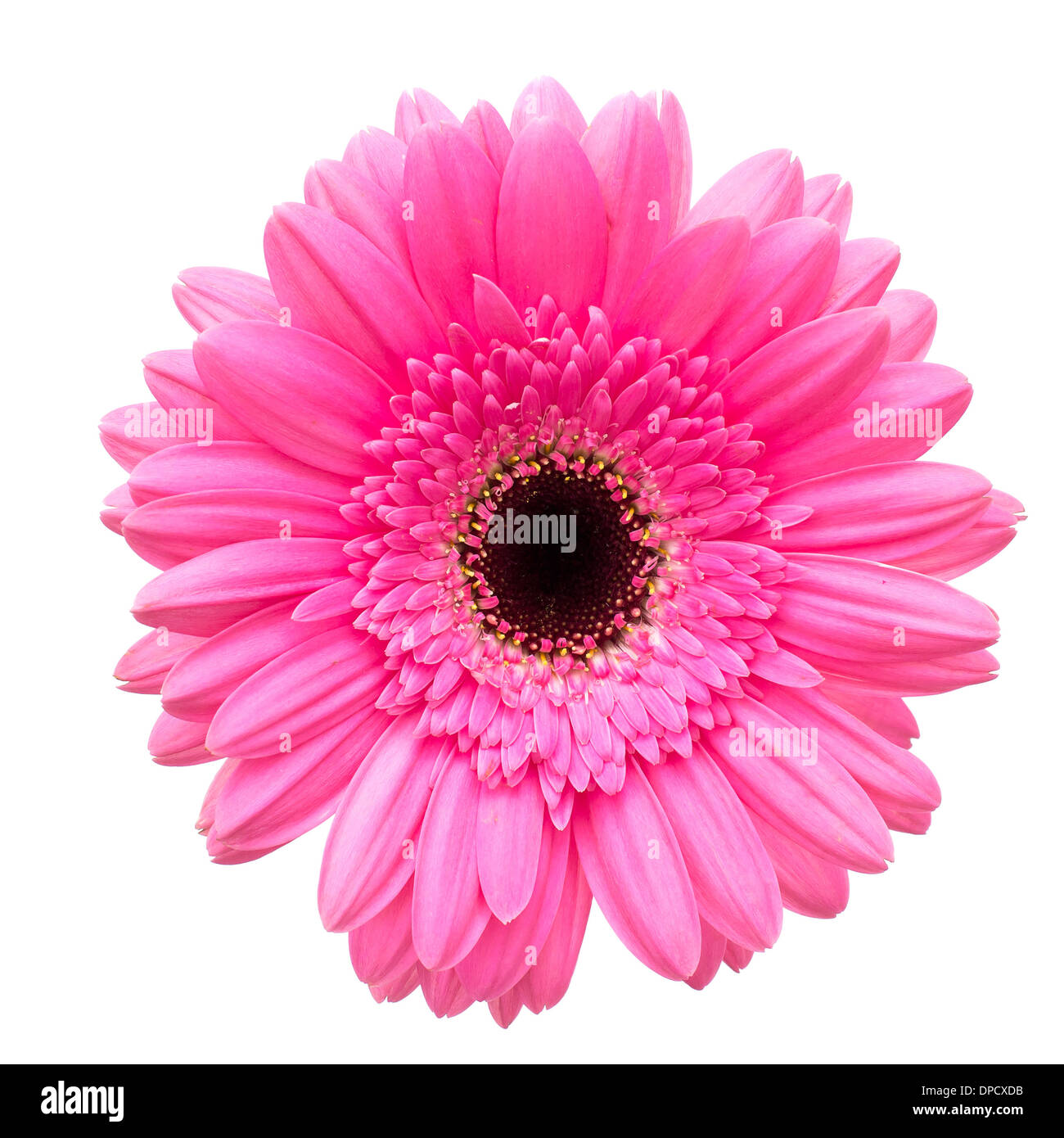 Gerbera flower isolated on white background Stock Photo - Alamy