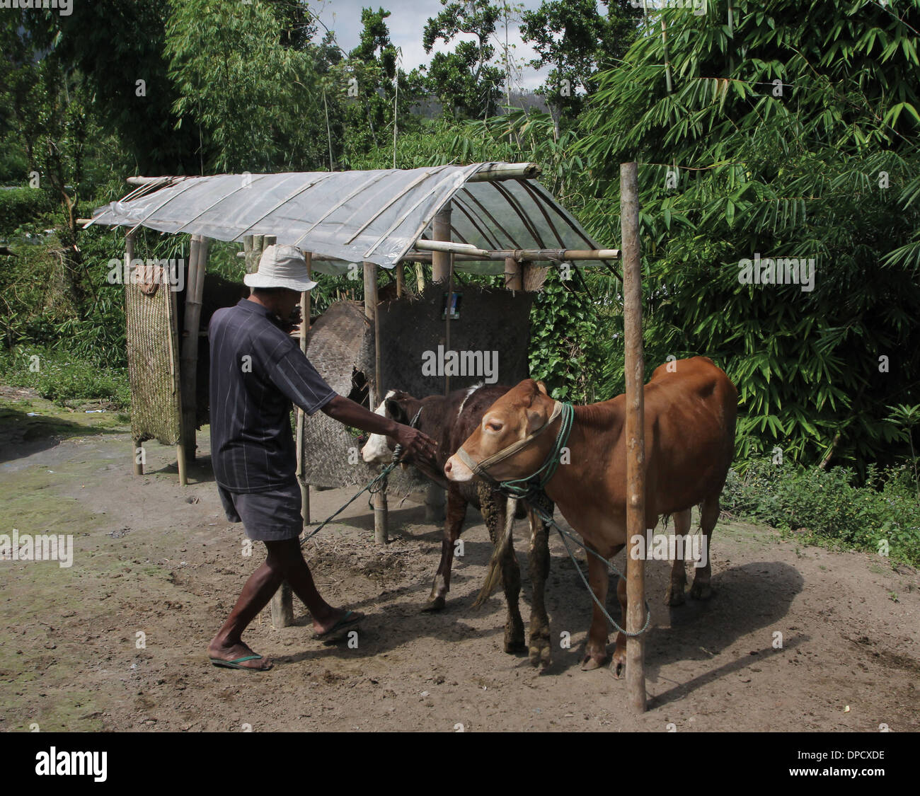 Farmer with cows Mt Merapi Indonesia volcano Stock Photo - Alamy