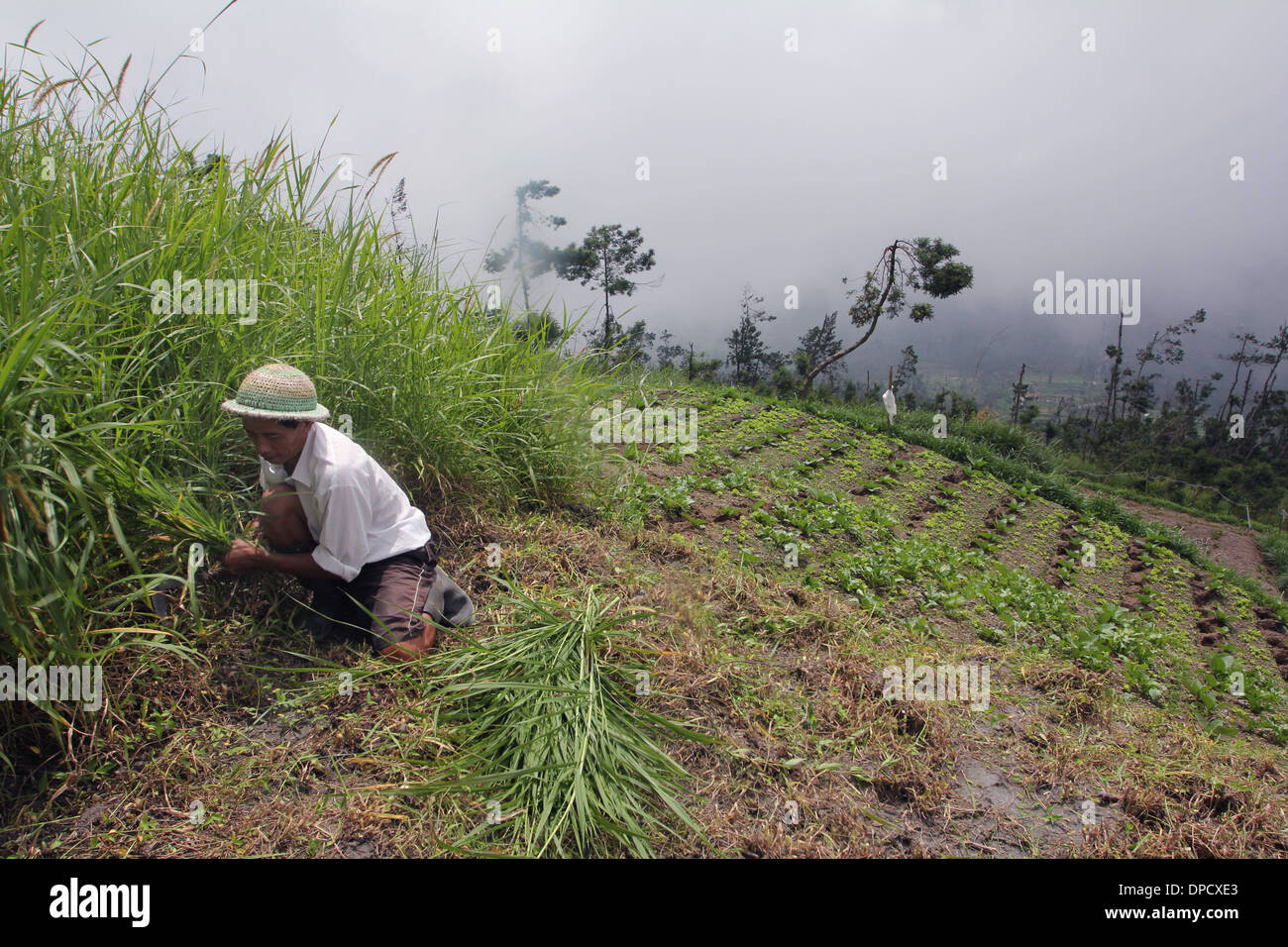 Farmer on Mt Merapi Indonesia volcano Stock Photo - Alamy