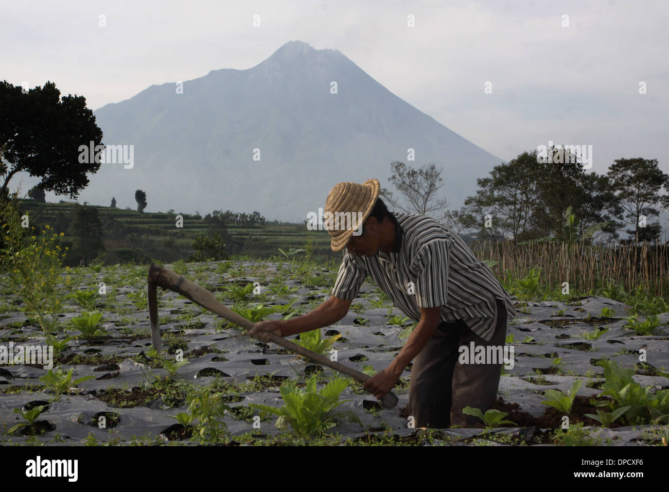 Farmer tilling field near Mt Merapi Indonesia volcano Stock Photo - Alamy