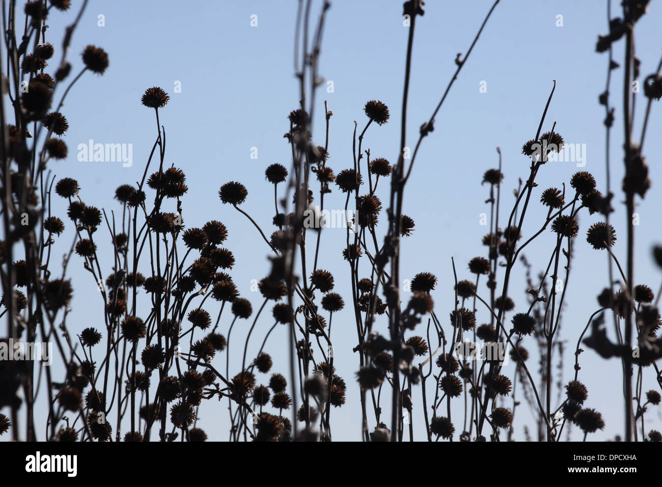 Dried winter prairie plants grass restored prairie Cincinnati Ohio ...