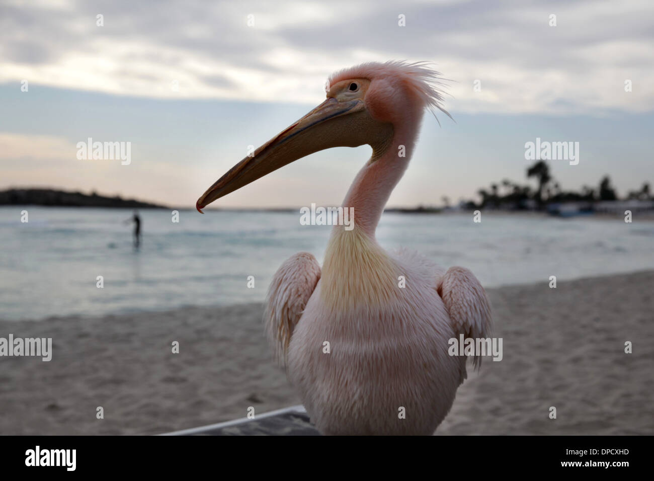 A pelican lives in Nissi beach in Ayia Napa,Cyprus Stock Photo - Alamy