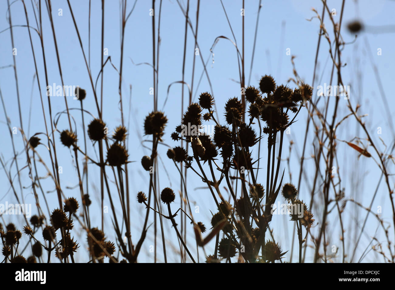 Dried winter prairie plants grass restored prairie Cincinnati Ohio ...