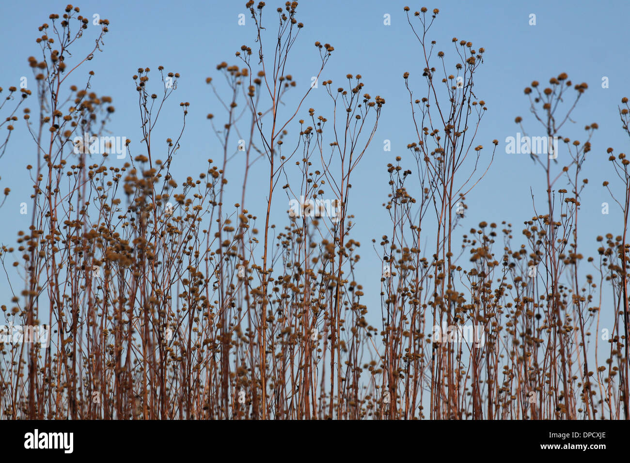 Dried winter prairie plants grass restored prairie Cincinnati Ohio ...