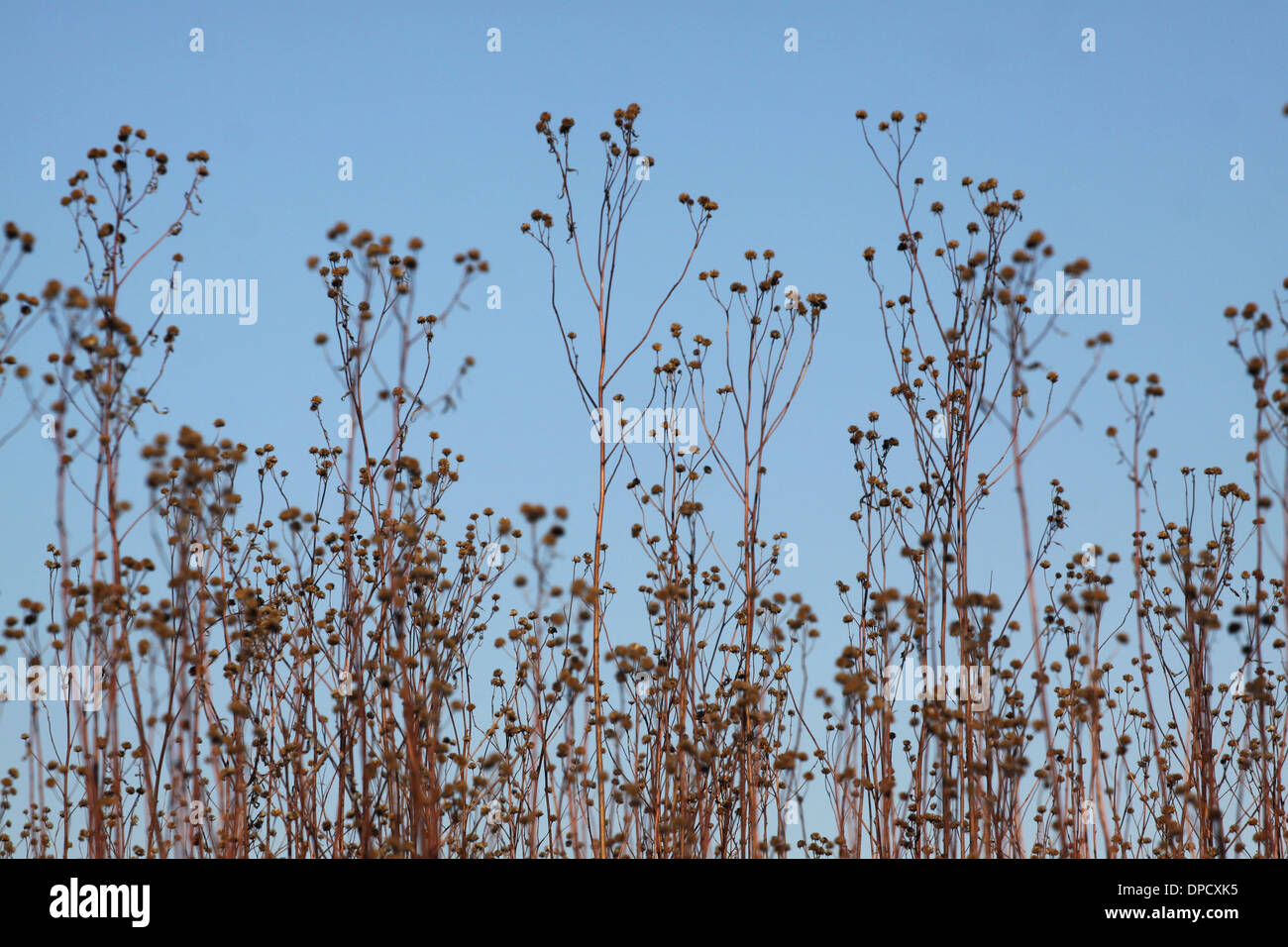 Dried winter prairie plants grass restored prairie Cincinnati Ohio ...