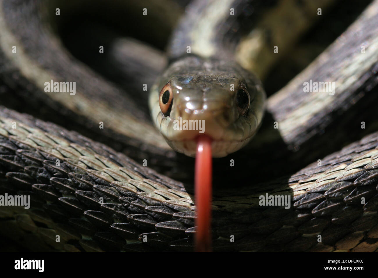 common garter snake coiled Ohio Stock Photo - Alamy