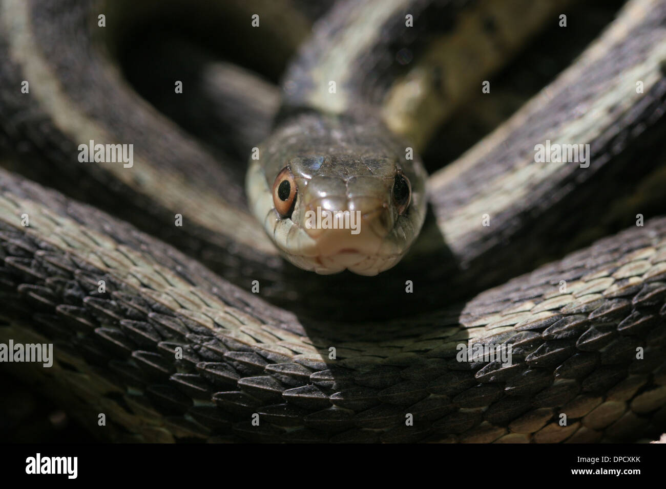 common garter snake coiled Ohio Stock Photo - Alamy