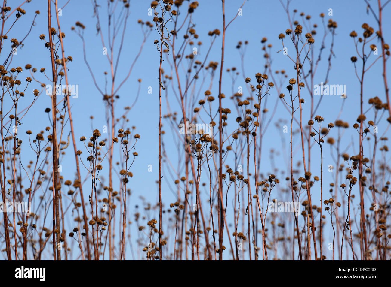 Dried winter prairie plants grass restored prairie Cincinnati Ohio ...