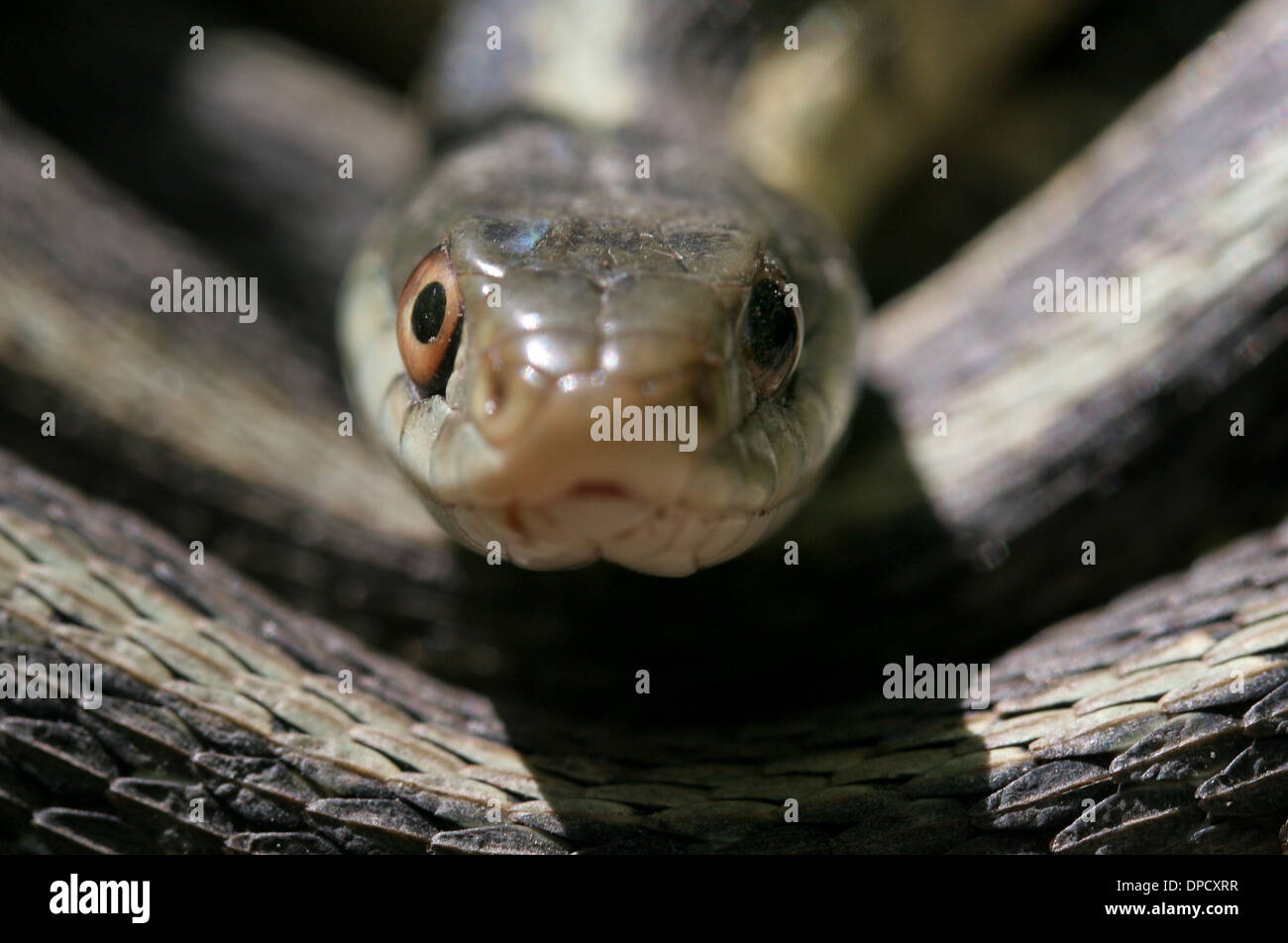 common garter snake coiled Ohio Stock Photo - Alamy