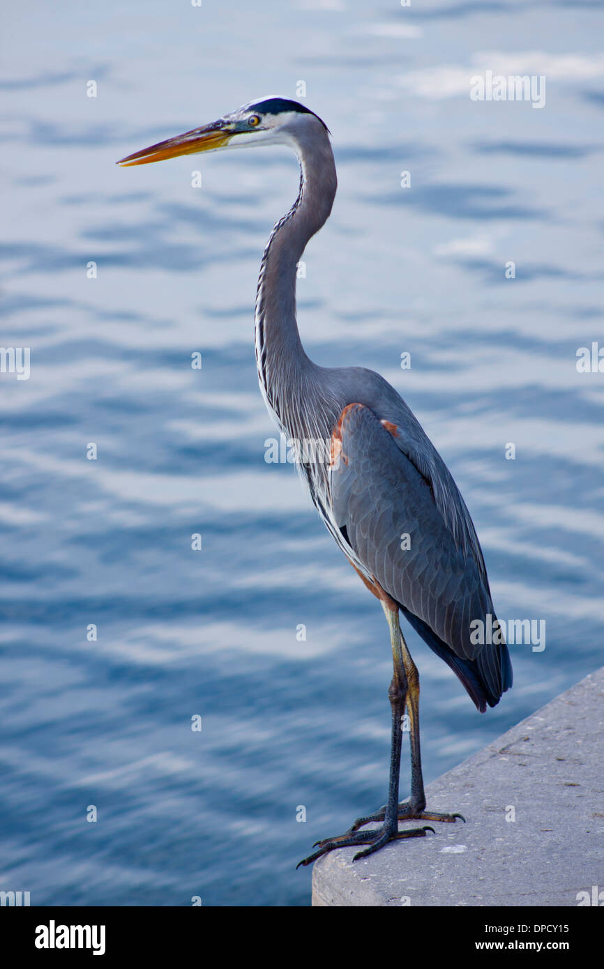 Endangered florida wading bird hi-res stock photography and images - Alamy