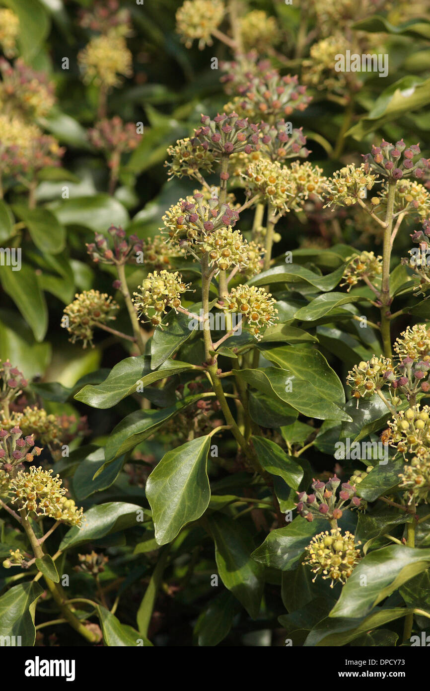 Ivy in bloom hi-res stock photography and images - Alamy