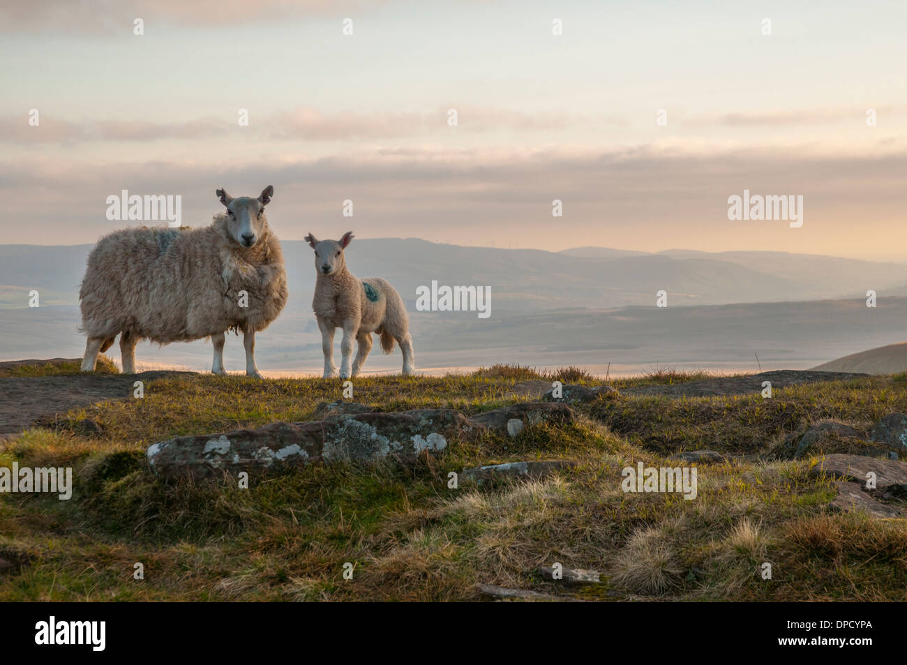 Sheep in the Brecon Beacons, Wales Stock Photo - Alamy