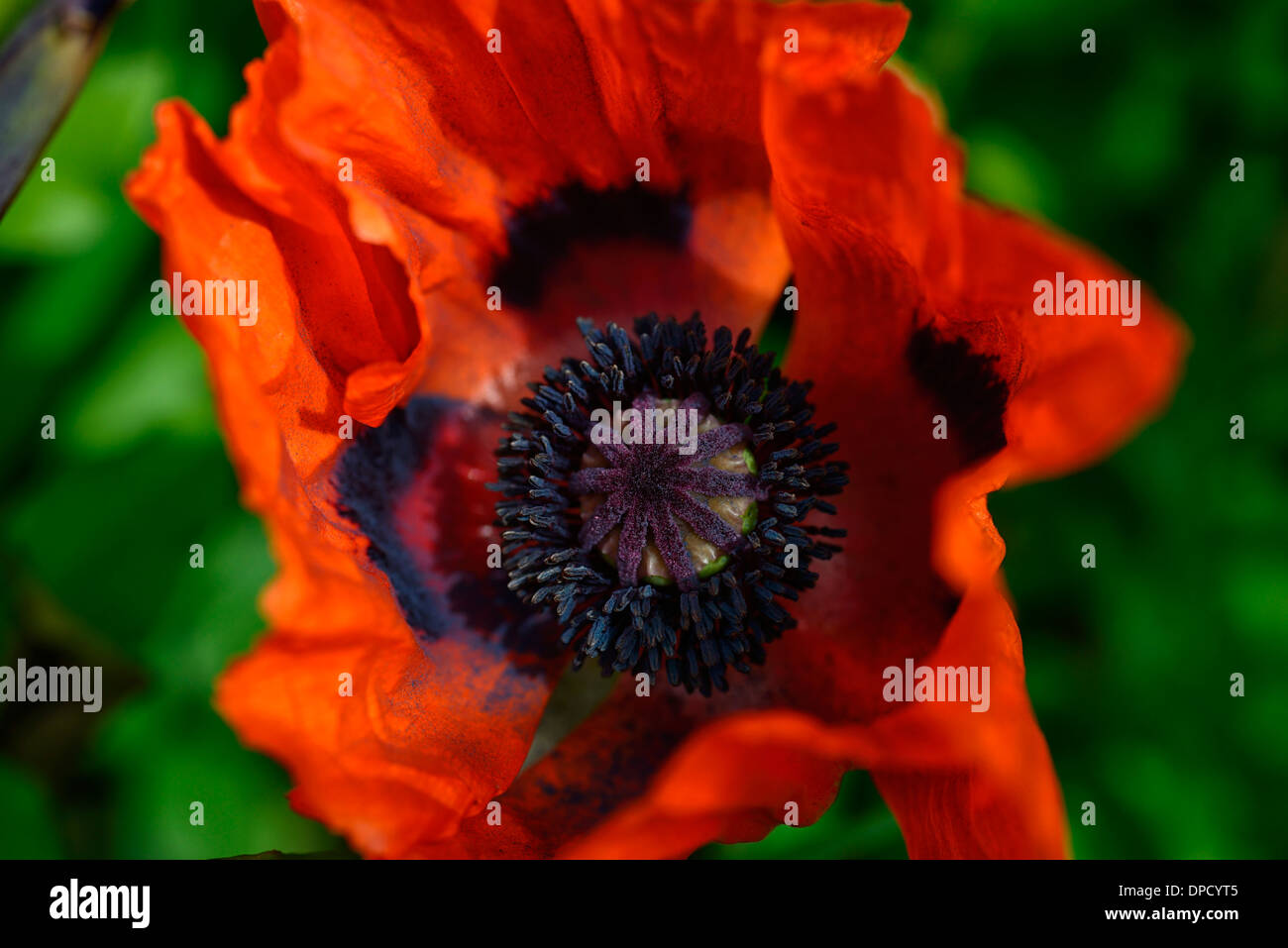 Commutatum ladybird poppy hi-res stock photography and images - Alamy