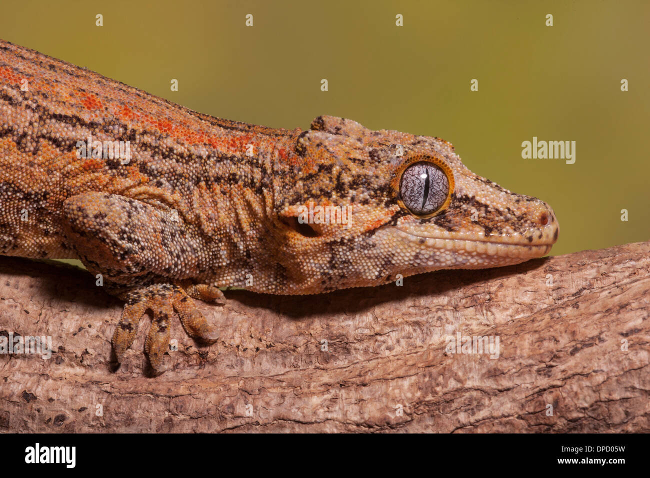 Gargoyle gecko, Rhacodactylus auriculatus, New Caledonia Stock Photo ...