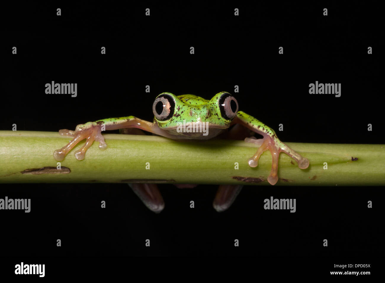 Lemur leaf frog hi-res stock photography and images - Alamy