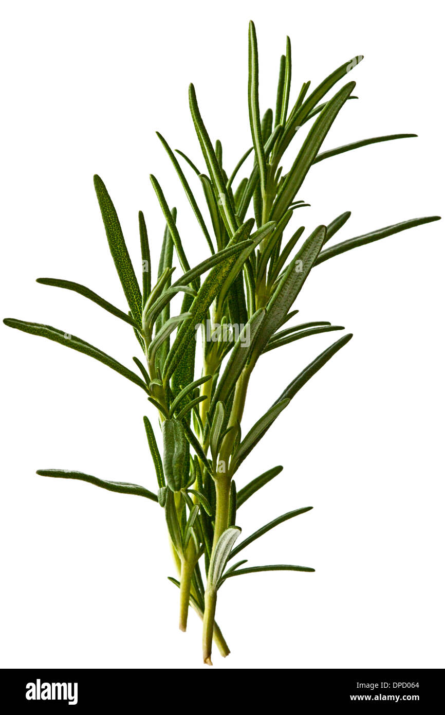 Rosemary sprig hi-res stock photography and images - Alamy