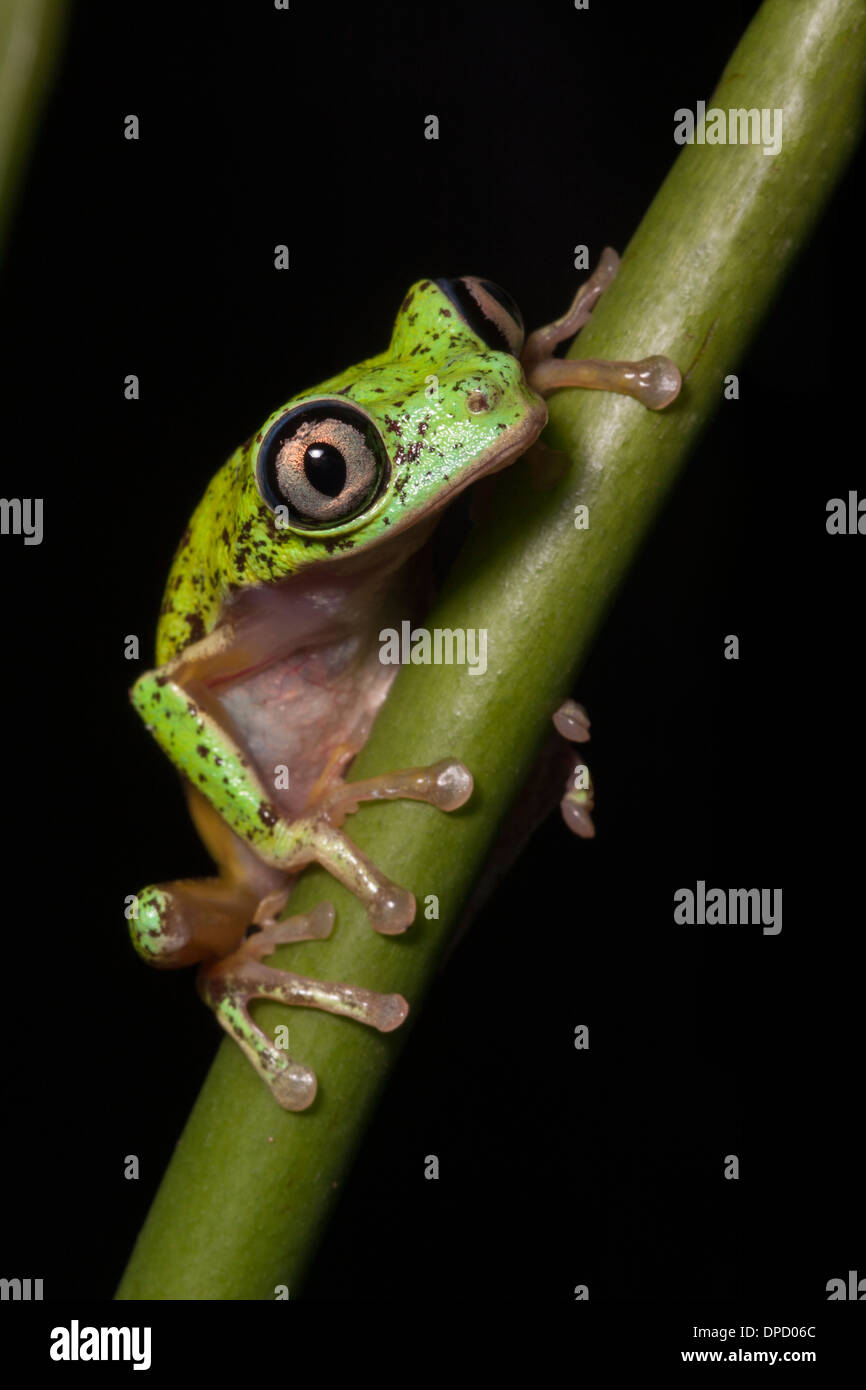 Hylomantis lemur hi-res stock photography and images - Alamy