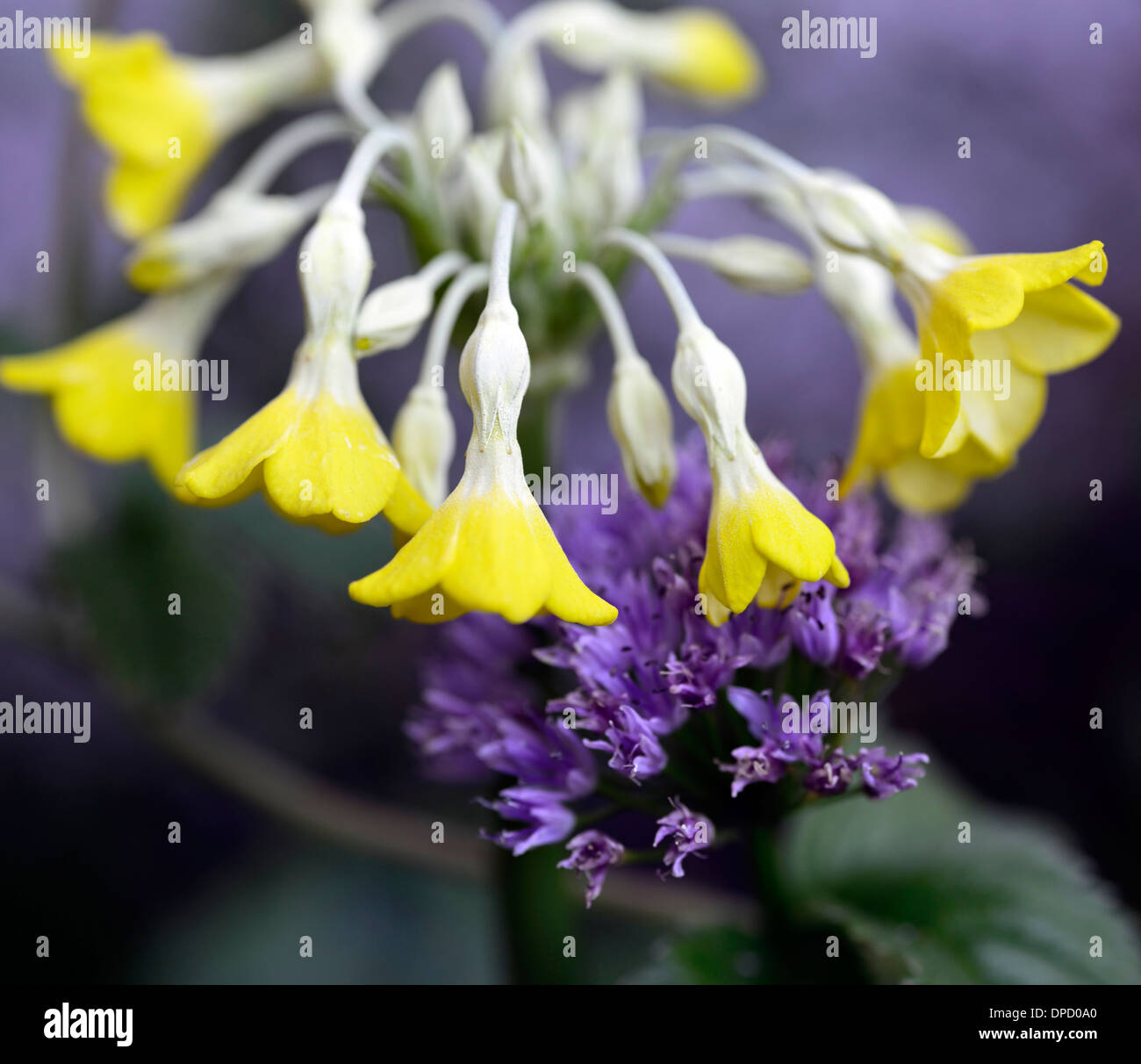 Primula florindae yellow species cowslip primrose purple allium nutans ...