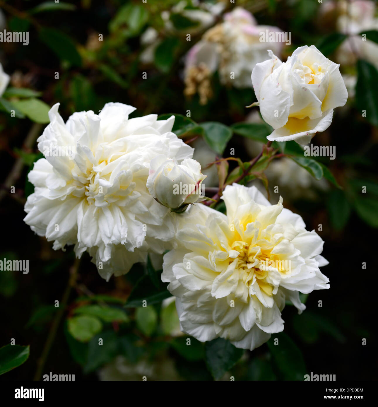 rosa alberic barbier white rambler rambling climbers climbing flowering ...