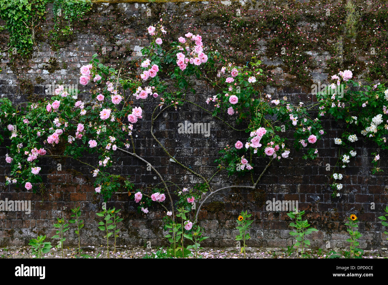 Pink climbing roses on stone hi-res stock photography and images - Alamy