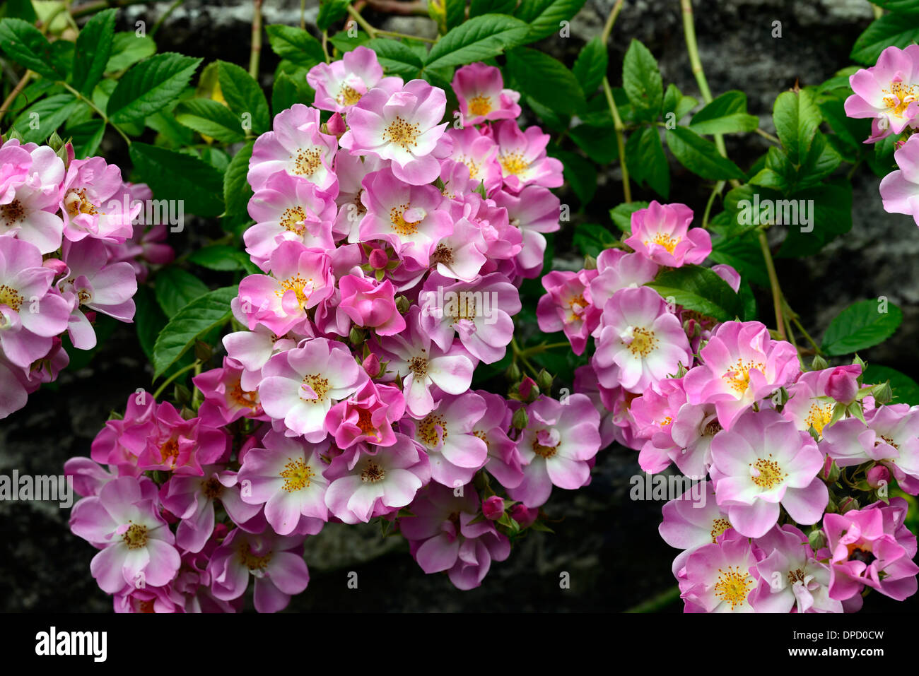 Rose rosa blush rambler hi-res stock photography and images - Alamy