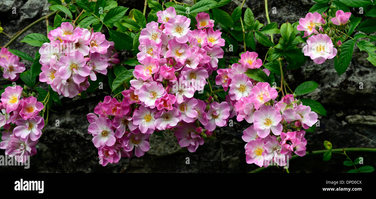 Pink climbing roses on stone hi-res stock photography and images - Alamy