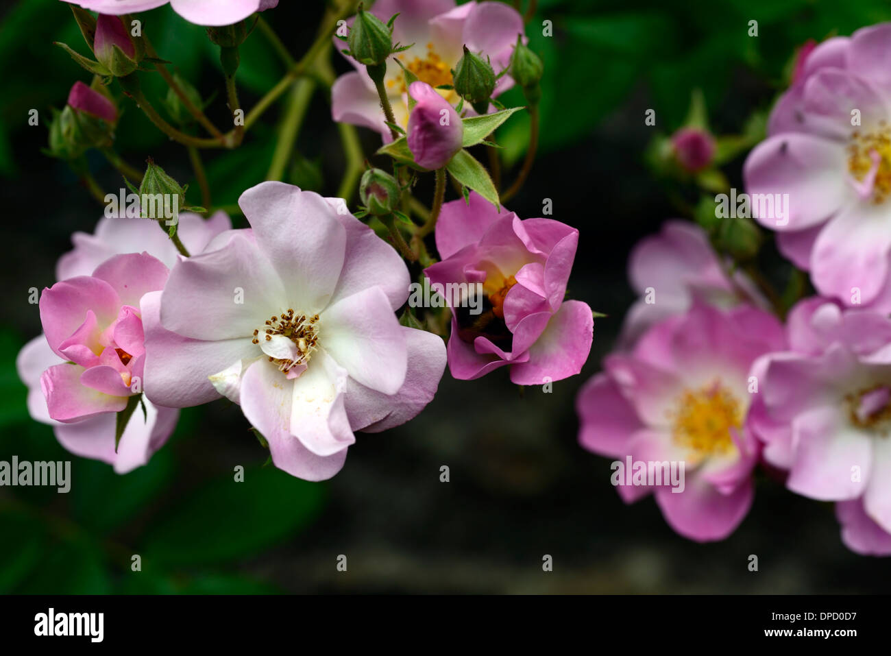 Pink climbing roses on stone hi-res stock photography and images - Alamy