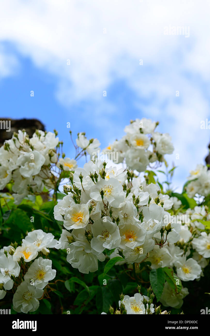 rosa bobbie james white rambler rambling climbers climbing flowering ...