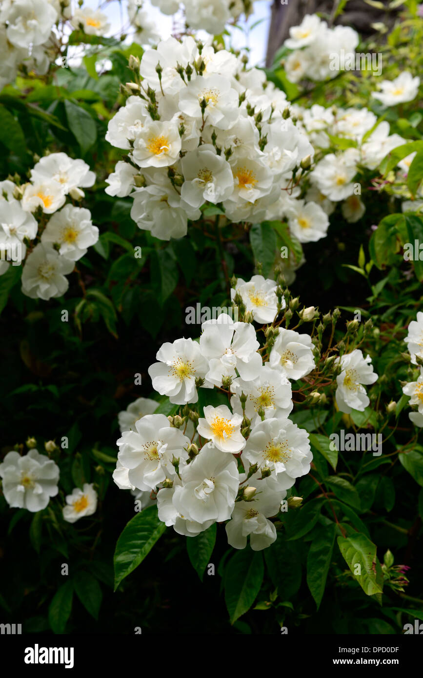 rosa bobbie james white rambler rambling climbers climbing flowering ...