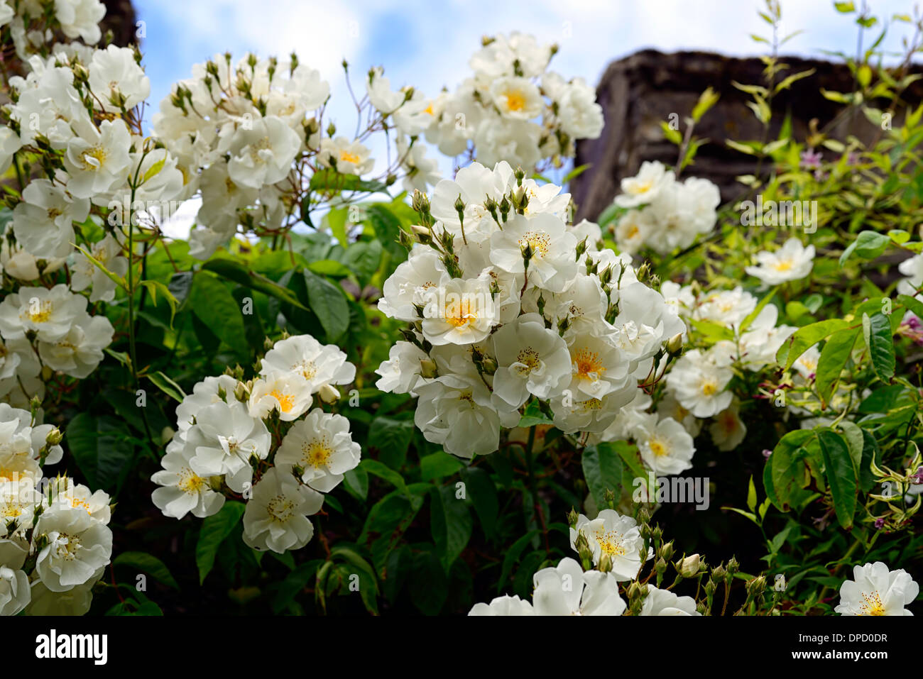 rosa bobbie james white rambler rambling climbers climbing flowering ...