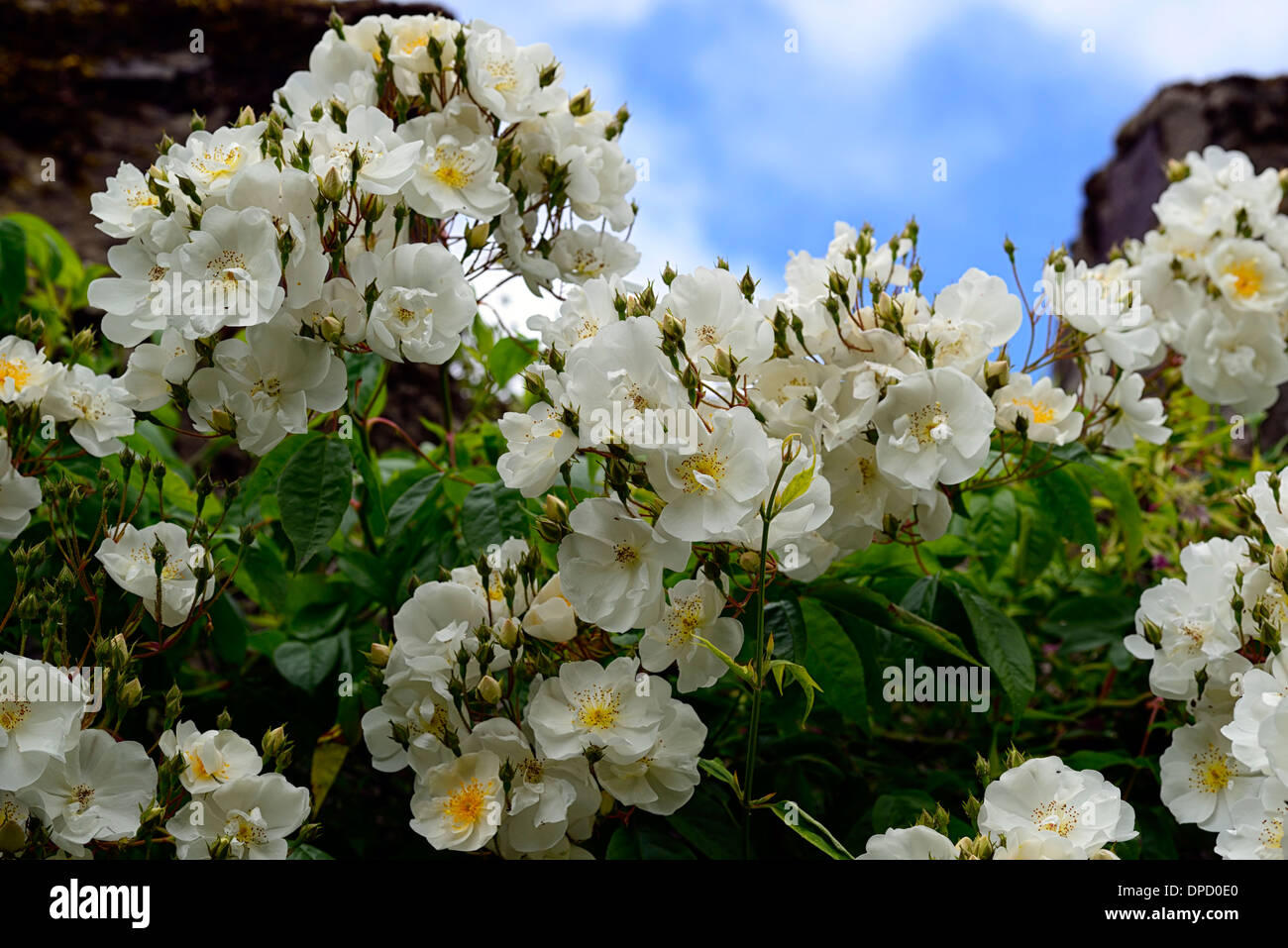 rosa bobbie james white rambler rambling climbers climbing flowering ...