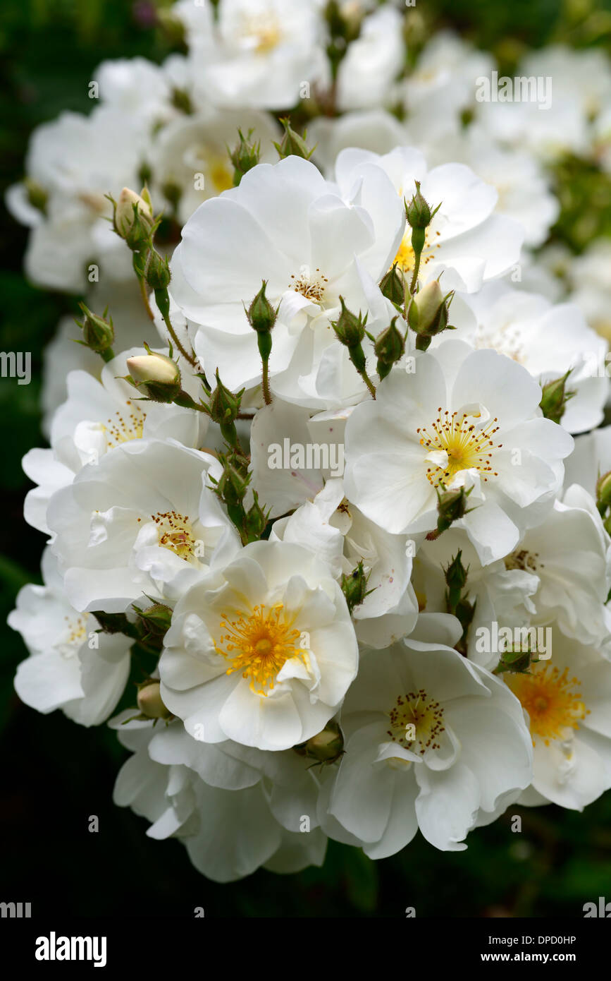 Rosa bobbie james hi-res stock photography and images - Alamy