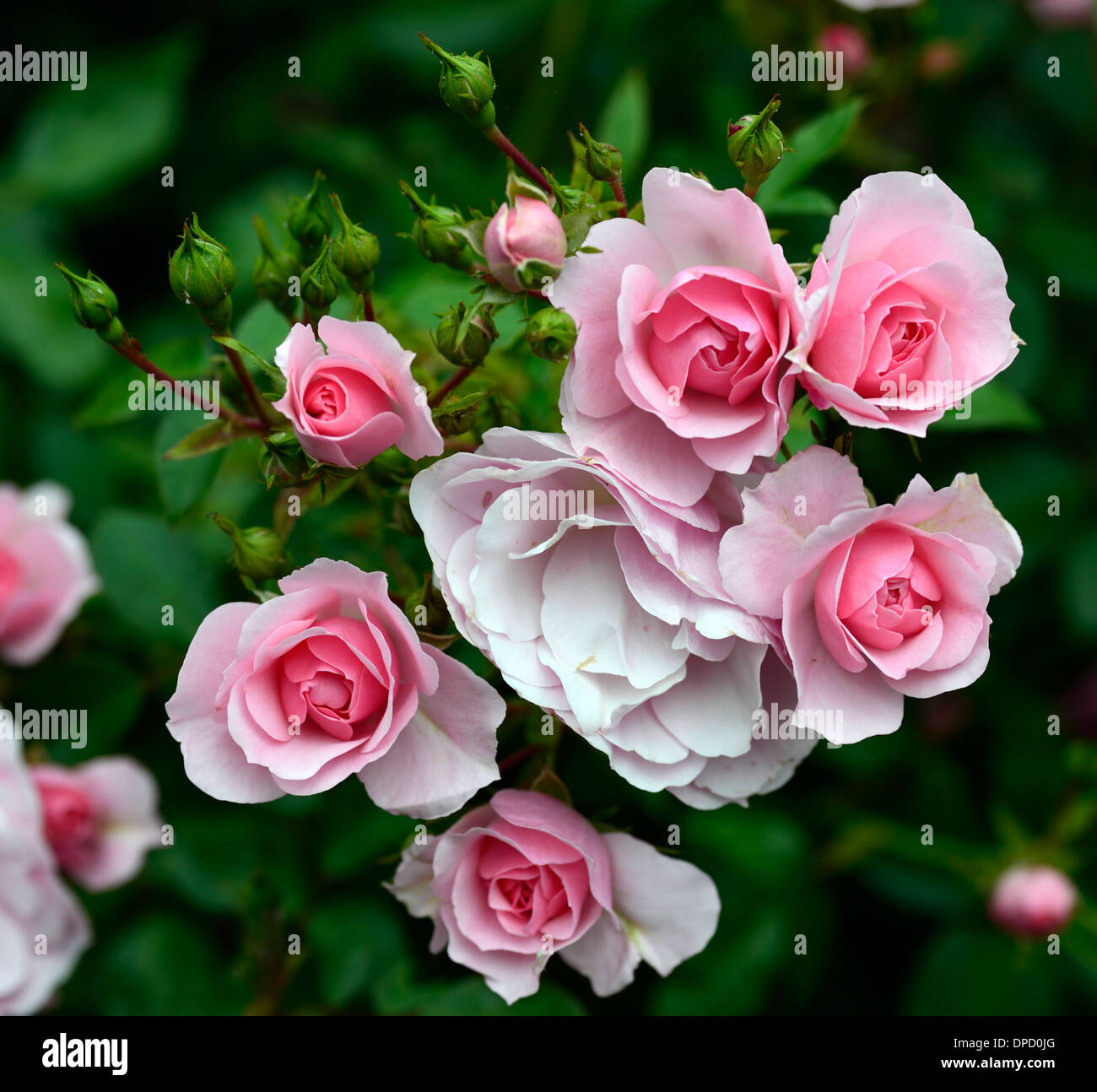 rosa bonica meidomonac shrub rose pink flowers flowering fragrant roses ...